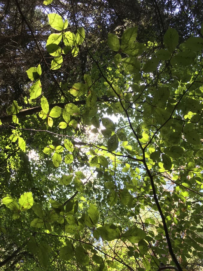 Walk in the forest stock photo. Image of wood, season - 76115574