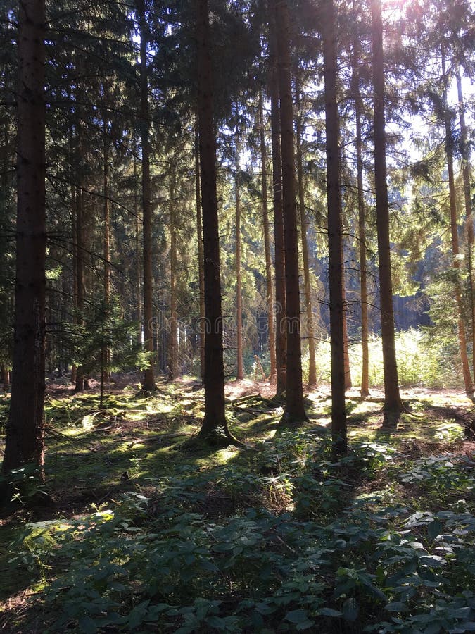 Walk in the forest stock image. Image of calm, grass - 76441661