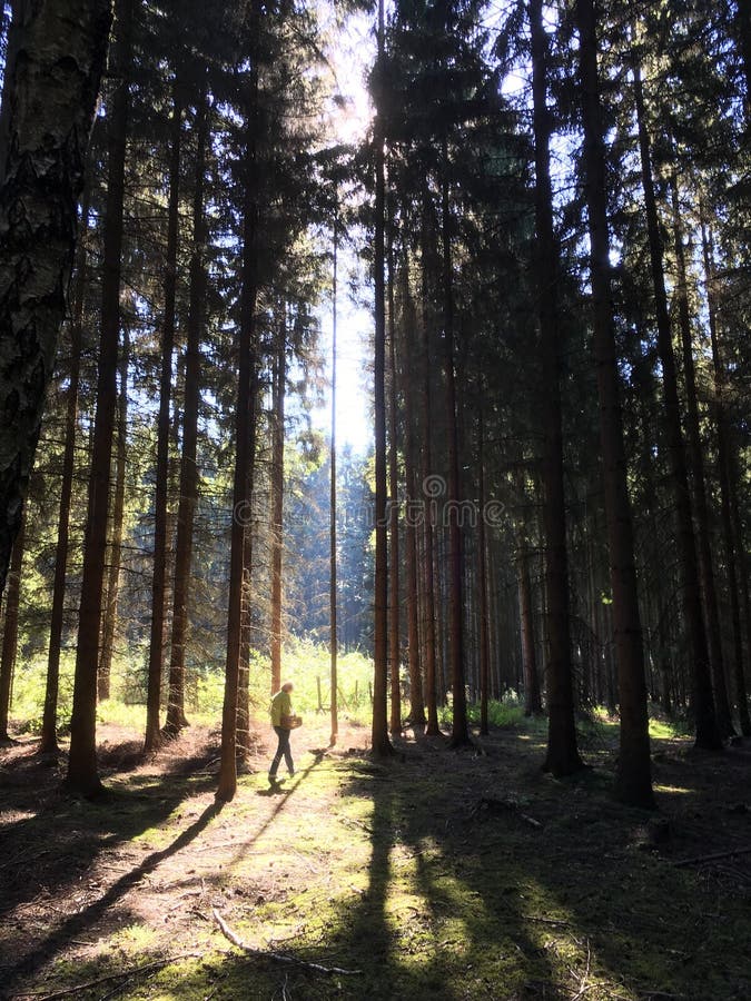 Walk in the forest stock photo. Image of leaves, forest - 76445556