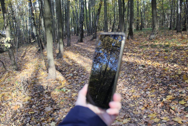 A Walk through the Forest and a Smartphone in Your Hand with a ...