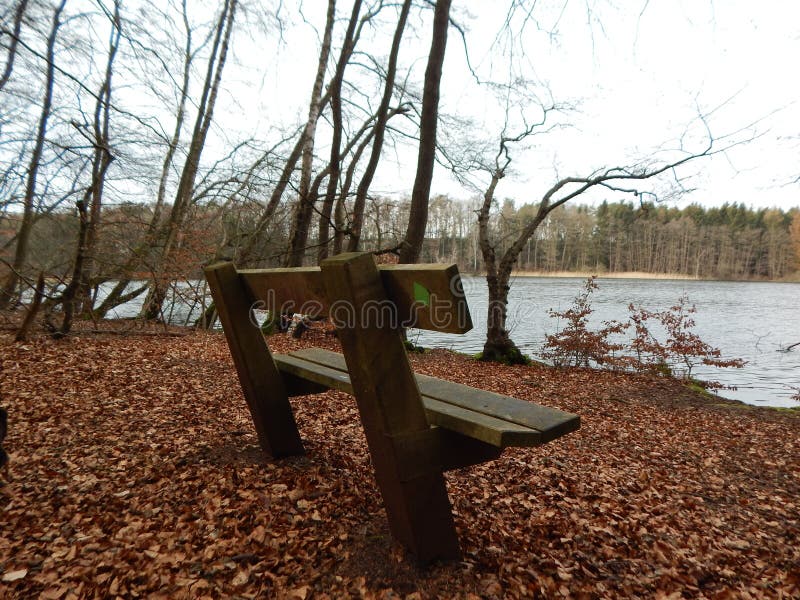 Walk through the Forest in Spring Stock Image - Image of plant, leaf ...