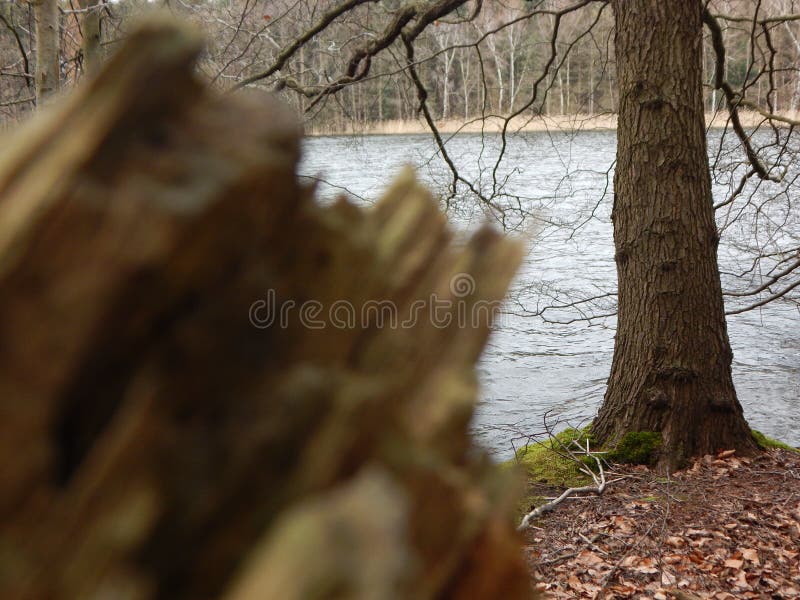 Walk through the Forest in Spring Stock Photo - Image of tree, sunlight ...