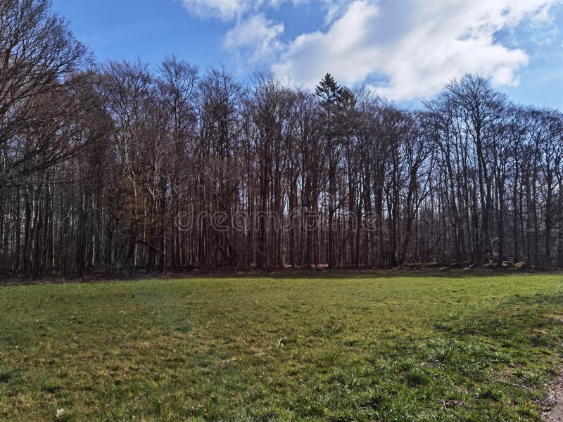 Walk through the Forest in Spring Stock Image - Image of grassland ...