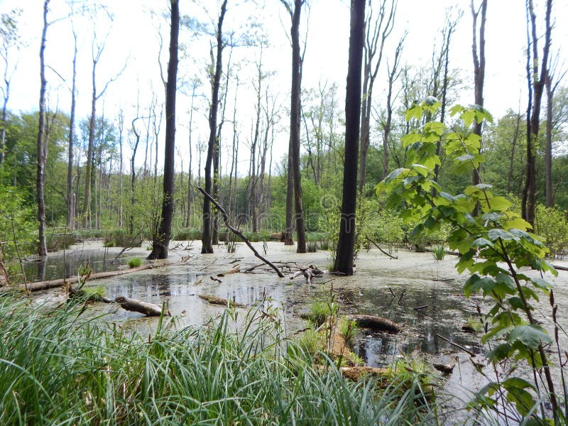 Walk through the Forest in Spring Stock Photo - Image of garden, stream ...
