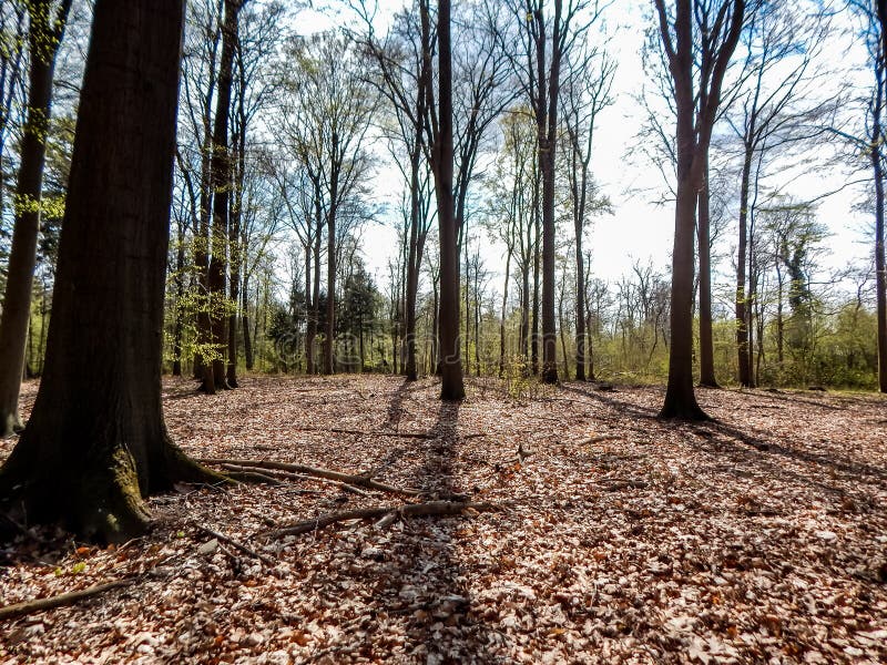 Walk through the Forest in Spring Stock Photo - Image of sunlight ...