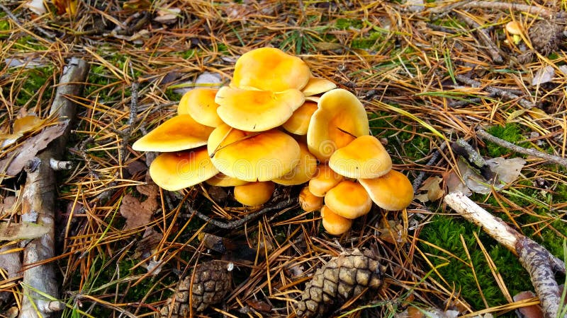 Spring Day and Mushrooms in the Forest Stock Photo - Image of pick ...