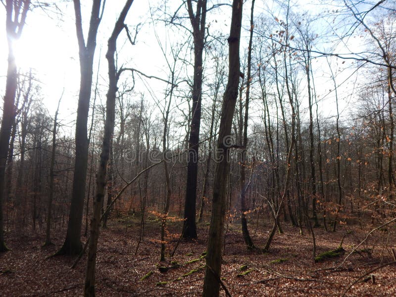 Walk through the Forest in Spring Stock Photo - Image of deciduous ...