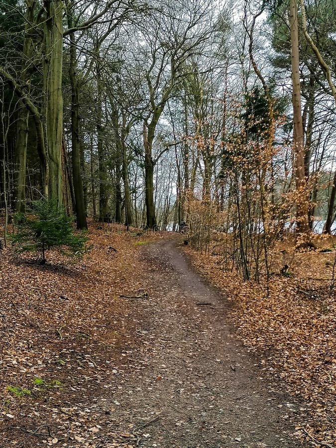Walk through the Forest in Spring Stock Image - Image of grass, nature ...