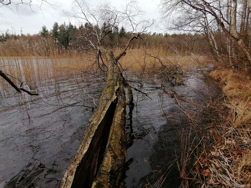 Walk through the Forest in Spring Stock Image - Image of wilderness ...