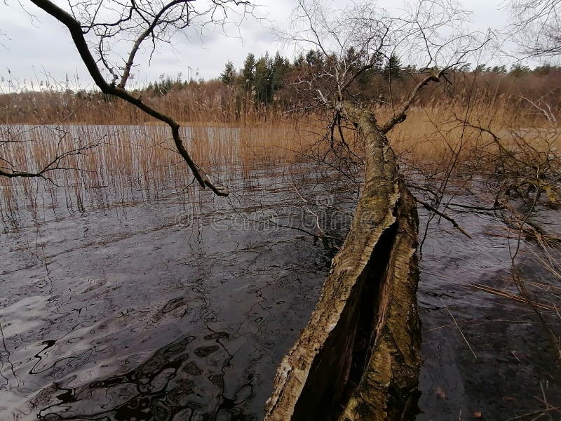 Walk through the Forest in Spring Stock Image - Image of autumn, wood ...