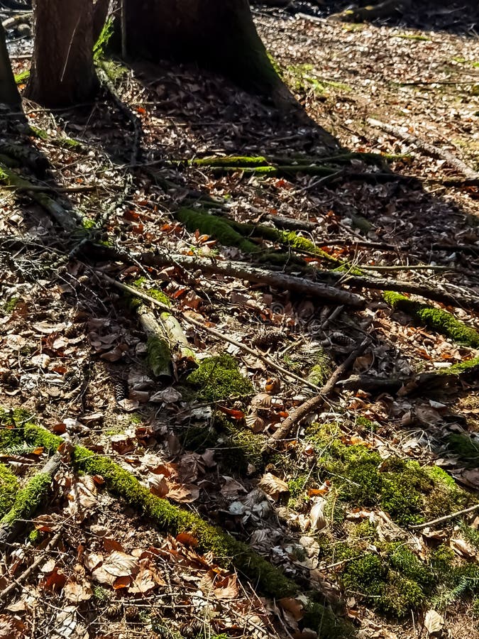Walk through the Forest in Spring Stock Photo - Image of walk, trail ...