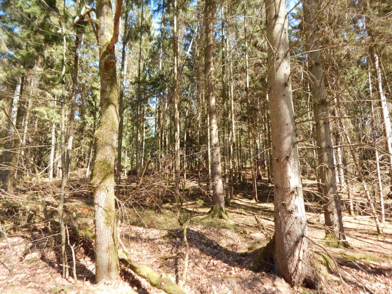 Walk through the Forest in Spring Stock Photo - Image of plant ...