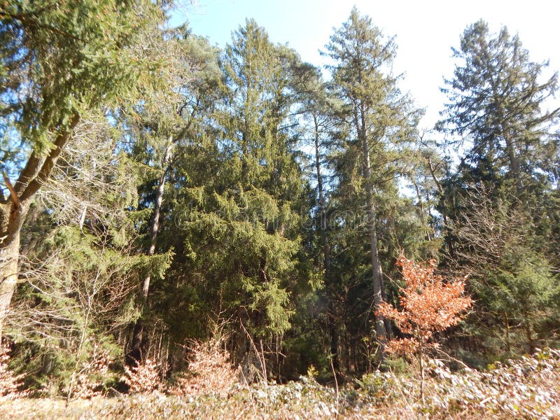 Walk through the Forest in Spring Stock Image - Image of plant, branch ...