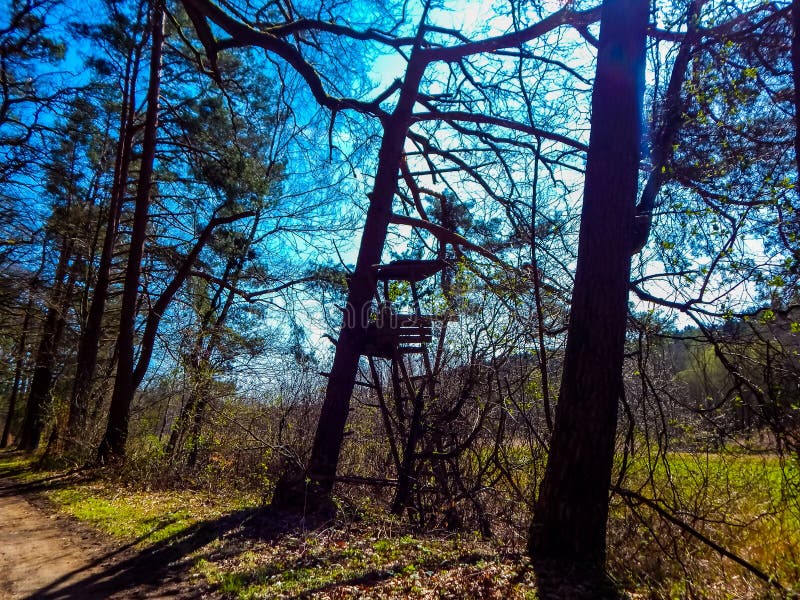 Walk through the Forest in Spring Stock Photo - Image of grove, plant ...