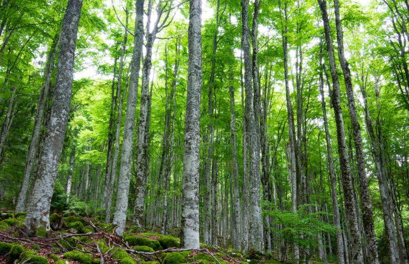 A Walk in the Forest in Spring Stock Photo - Image of boise, early ...