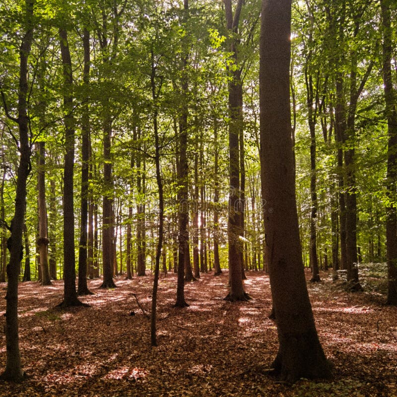 Walk through the Forest in Summer in Northern Germany Stock Image ...