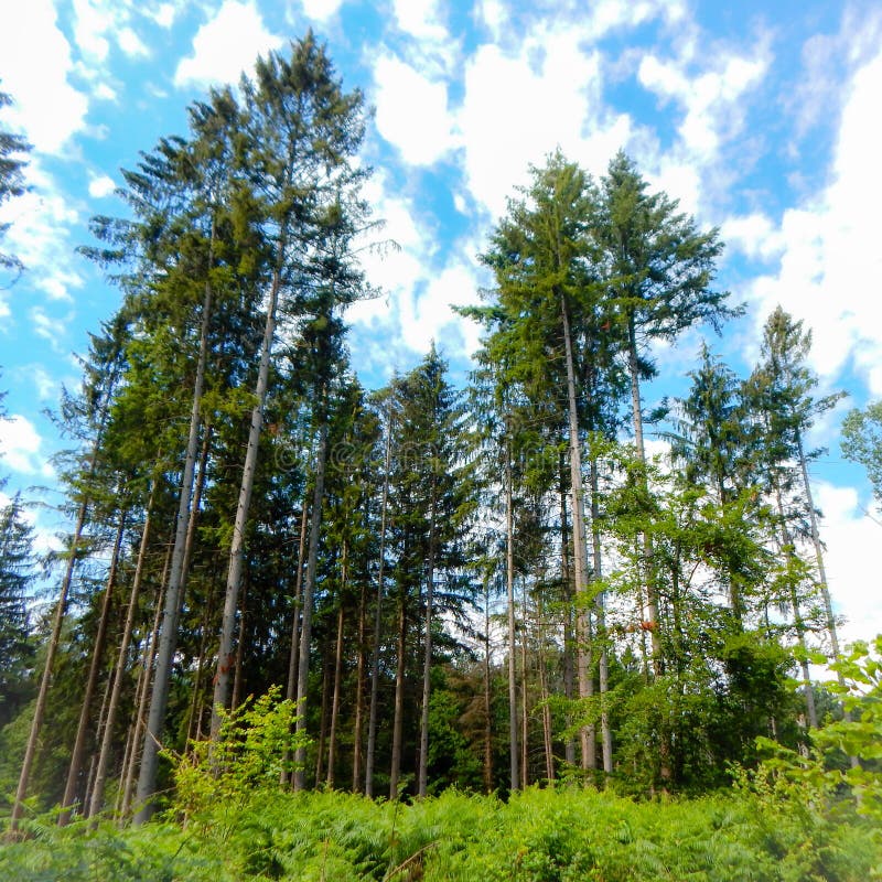Walk through the Forest in Summer in Northern Germany Stock Photo ...