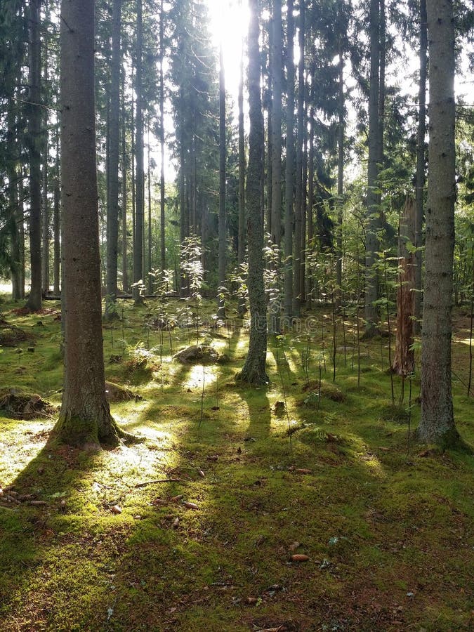A walk in the forest stock image. Image of trees, fredrikboberg - 79213213
