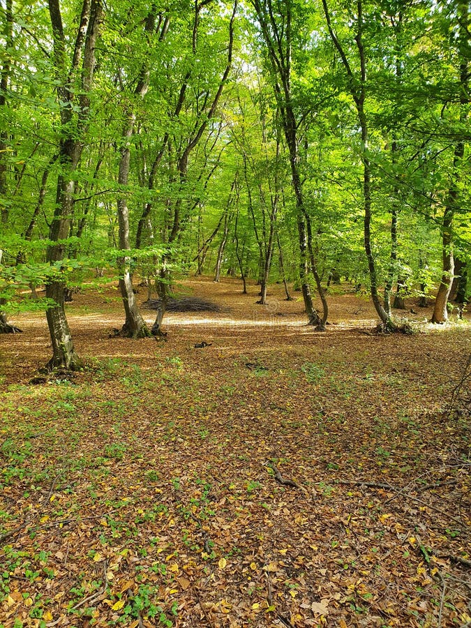 Walk in the forest stock photo. Image of hoiabaciu, leaf - 206638082