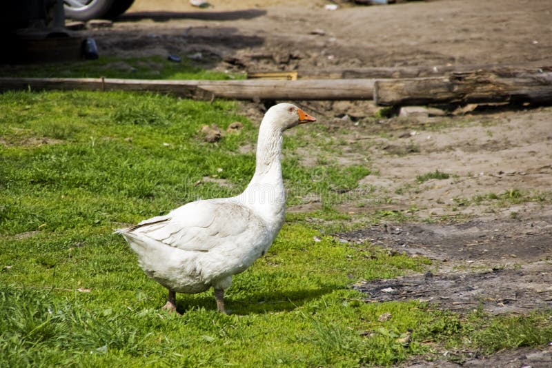 Walk of goose stock photo. Image of head, gooses, curiosity - 13176850