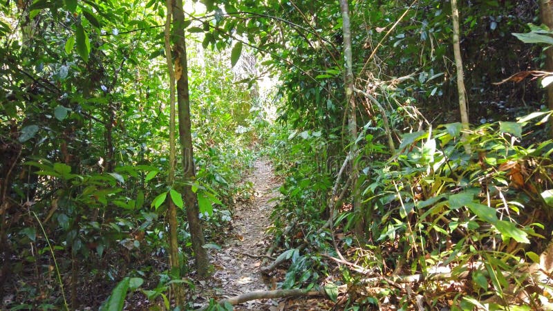 Walk in Green Tropical Forest Stock Footage - Video of environment ...