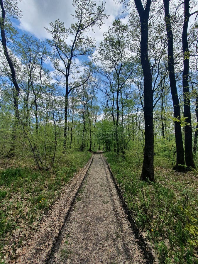 Walk at Hoia Baciu forest stock photo. Image of mobile - 218519444