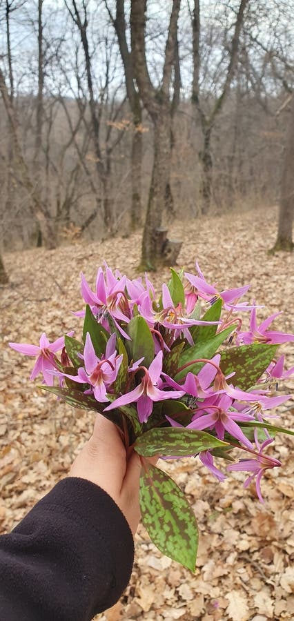 A Walk in Hoia Baciu Forest in Spring Stock Image - Image of nature ...