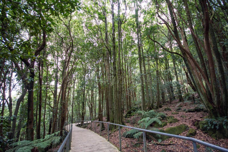 A Walk Inside the Forest of Blue Mountain Stock Photo - Image of light ...