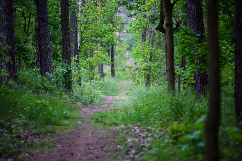 Walk inside forest trees stock photo. Image of nature - 73119698