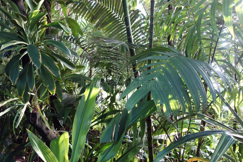 A Walk in the Jungle stock photo. Image of forest, palms - 159118994