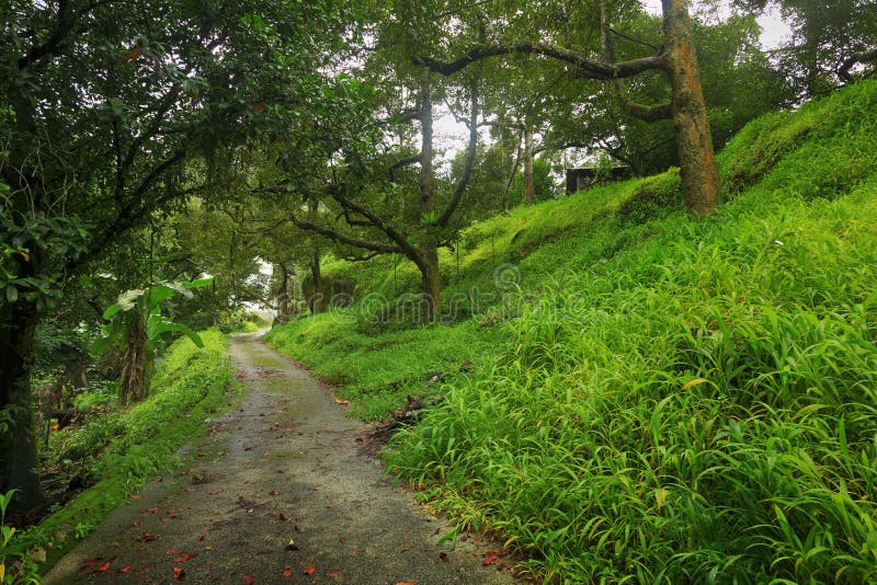 Walk in the jungle stock image. Image of walk, nature - 45358447