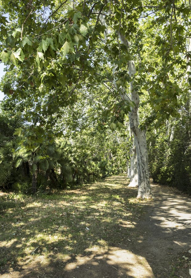Walk with leafy trees. stock image. Image of bushy, foliage - 125076883