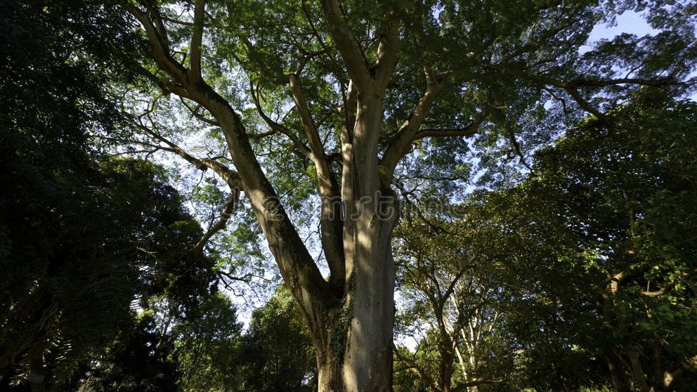 Walk through the Magic Forest on a Sunny Day. Action. Sun Rays Emerging ...