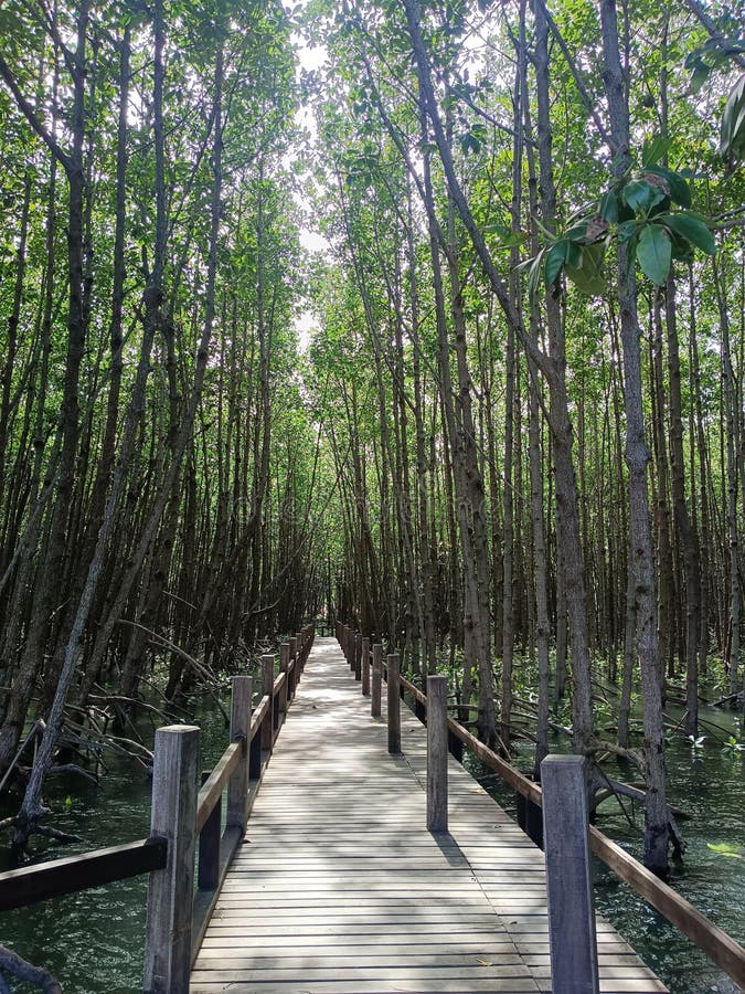 Walk through the Mangrove Forest Using a Wooden Bridge. Stock Photo ...