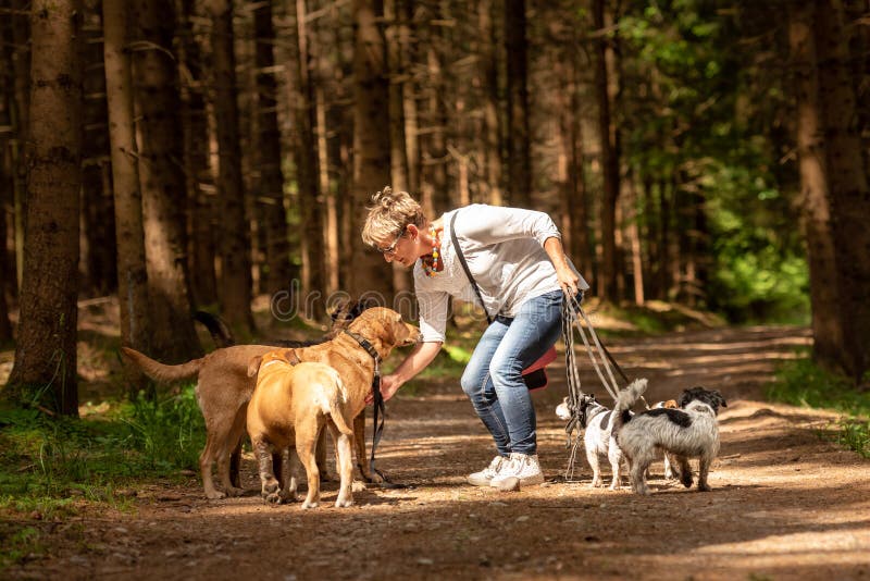 Walk with Many Dogs on a Leash. Dog Walker with Different Dog Breeds in ...
