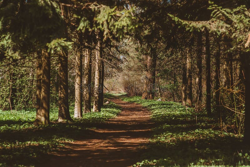A Path in a Dark Coniferous Forest. Stock Photo - Image of mysterious ...