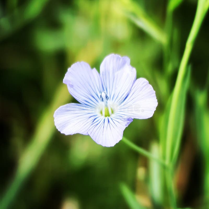 Walk in October in Northern Germany Stock Photo - Image of blossom ...