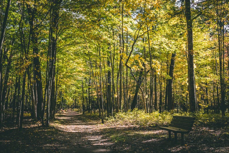 A Walk in the Park stock photo. Image of yellow, relaxing - 129490782