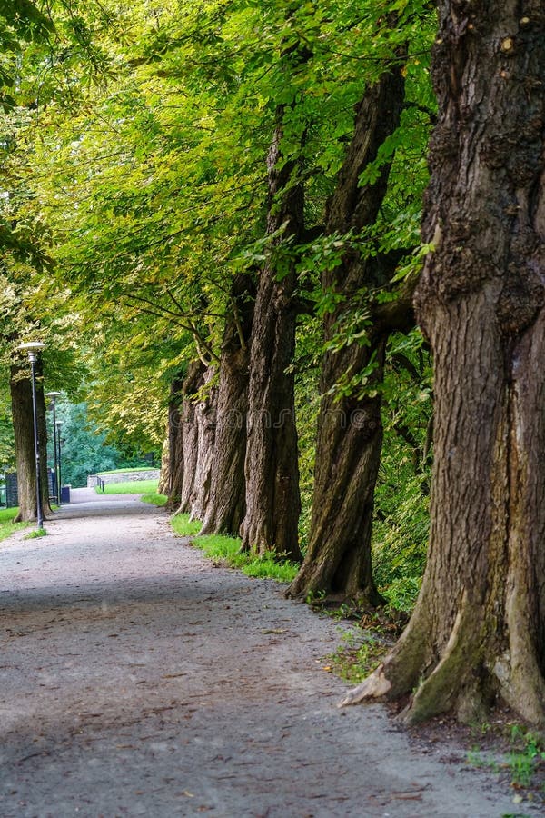 Walk on a Park Path Alongside Large Lined Trees. Stock Image - Image of ...