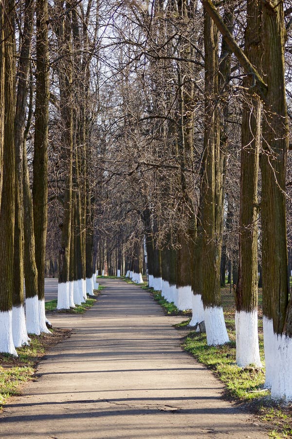 Walk in the park, spring stock photo. Image of peaceful - 37769194