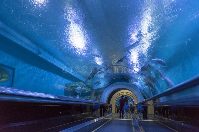Underwater Tunnel In Big Walk-in Aquarium Stock Image - Image of bueng ...