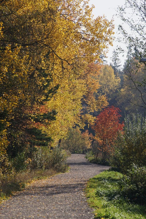 Walk Path in Forest during Autumn Stock Image - Image of sunlight, park ...