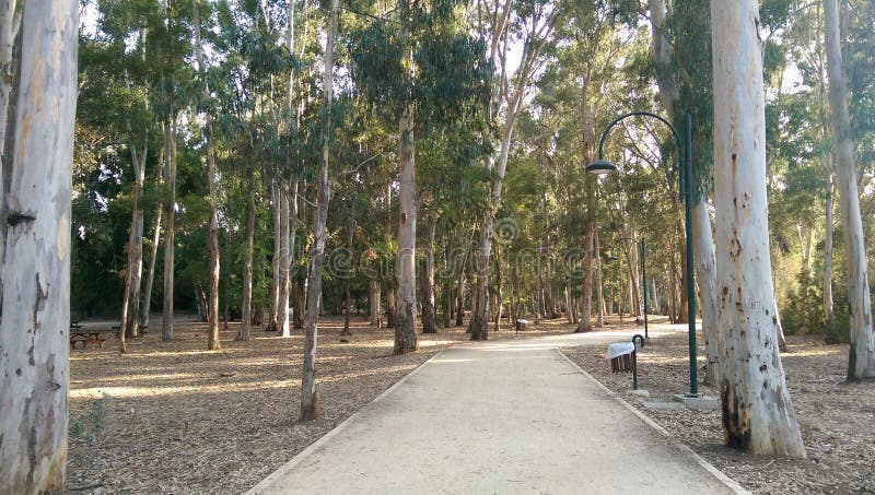 Walk Path through Fresh Trees Stock Photo - Image of walk, center: 83564932