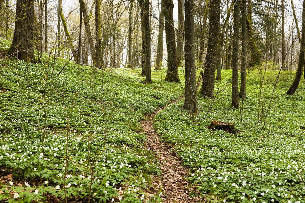 Walk Path in Lush and Green Forest in Springtime Stock Image - Image of ...