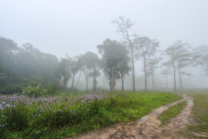 Walk Path in Morning Mist Forest Stock Photo - Image of rural, tree ...