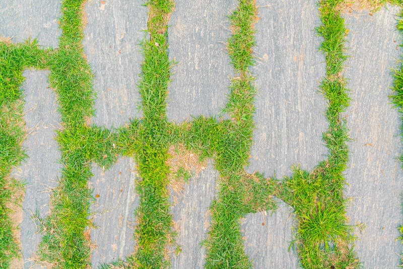 The Walk Path in the Park with Green Grass . Stock Image - Image of ...