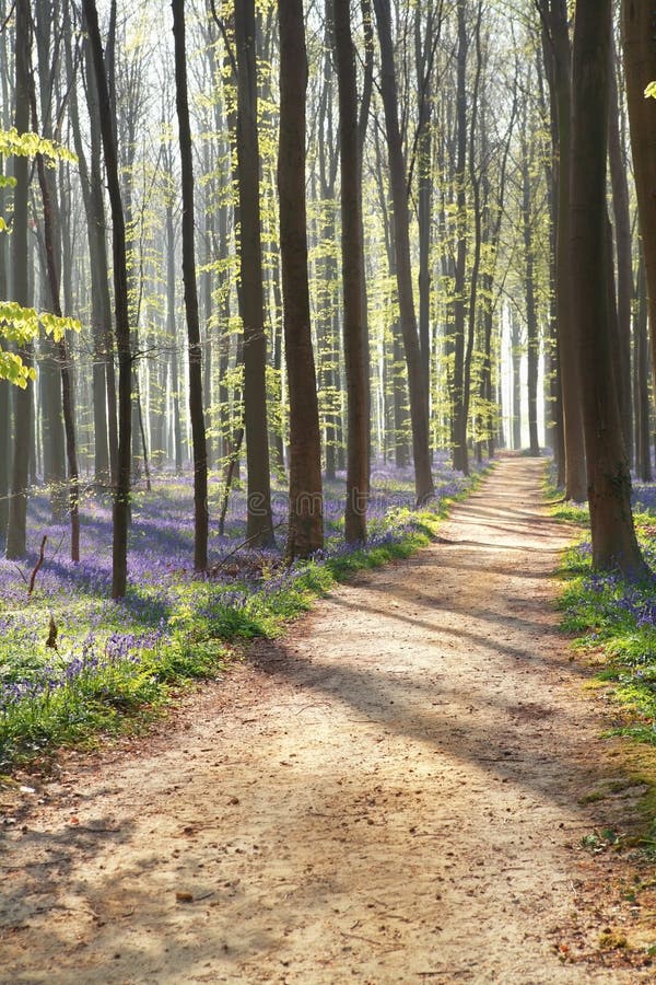 Walk path in sunny forest with flowers. - Stock Image - Everypixel