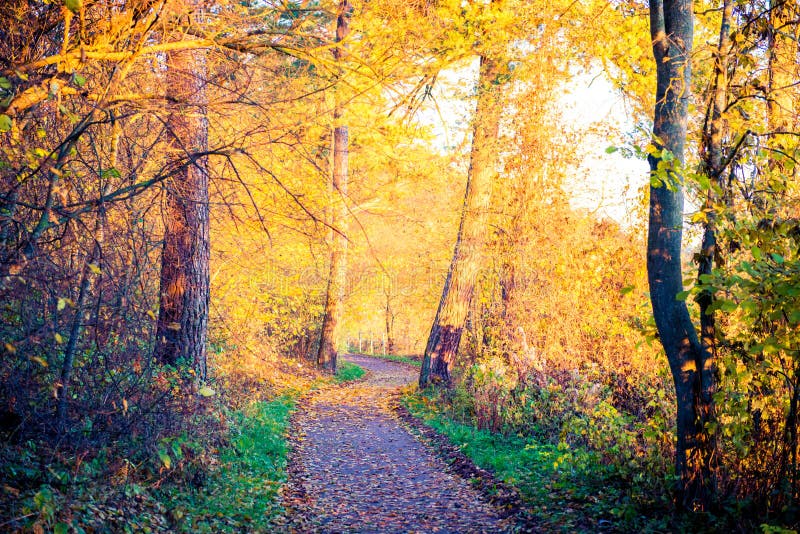 Walk Path at Sunrise Soft Light Stock Image - Image of autumn, tree ...
