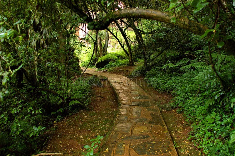 Walk Path To Lone Creek Fall Stock Image - Image of track, foliage ...