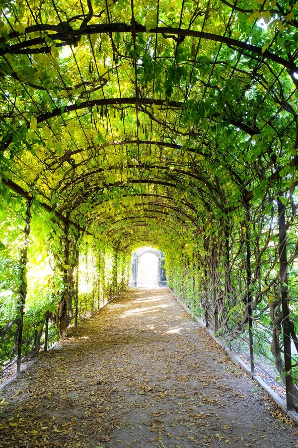 Walk Path Under Green Shady Trees Arch Stock Image - Image of ...